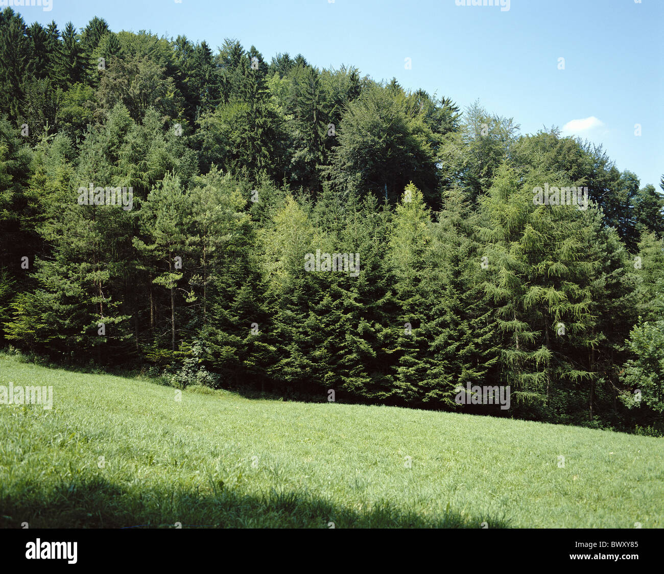 outside scenery mixed forest middle land meadow wood forest edge of ...