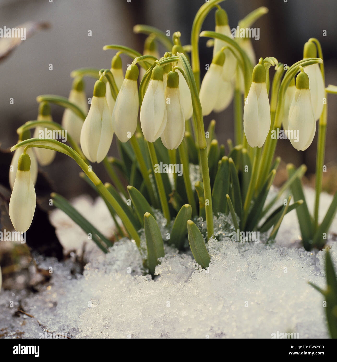 Snow bells flowers hi-res stock photography and images - Alamy