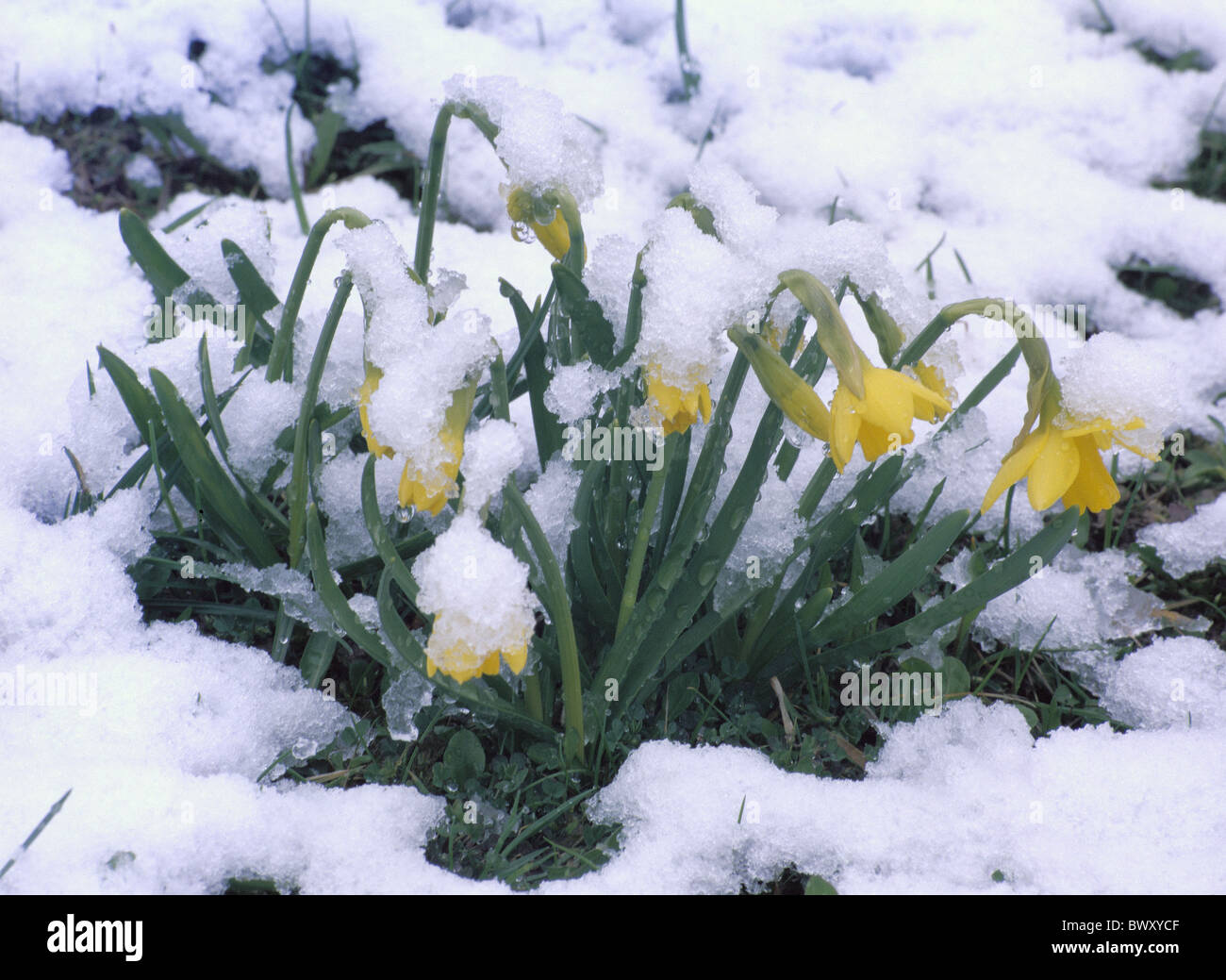 daffodils thaw spring flowers snow spring melt Stock Photo - Alamy