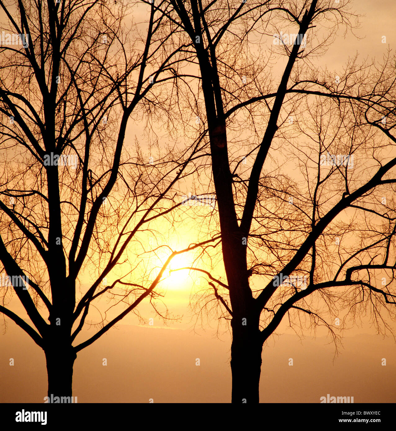 tree silhouette sundown trees orange sundown bald baree grief Stock ...