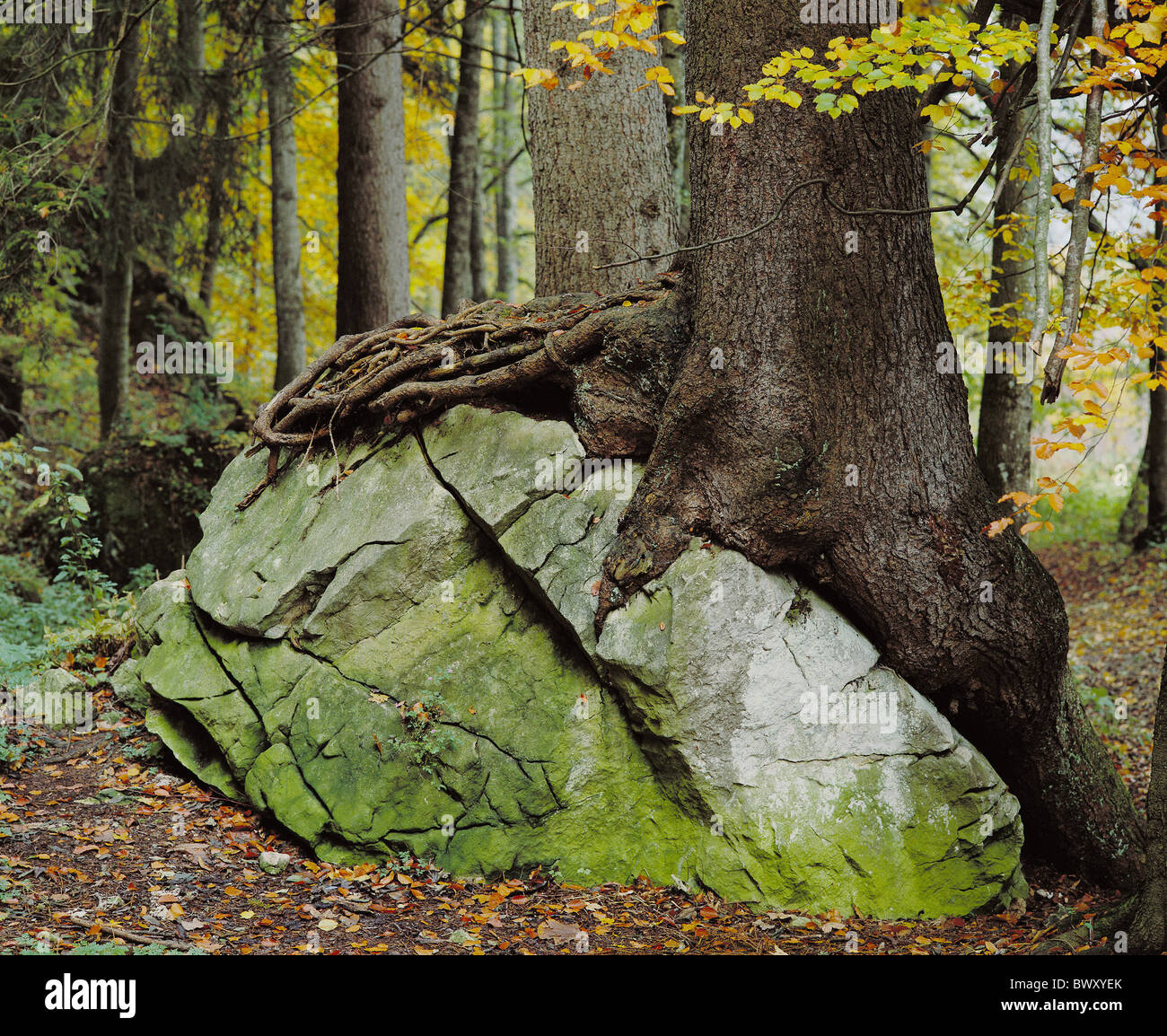 tree roots stone spread lichens moss algae tree roots nature Stock ...