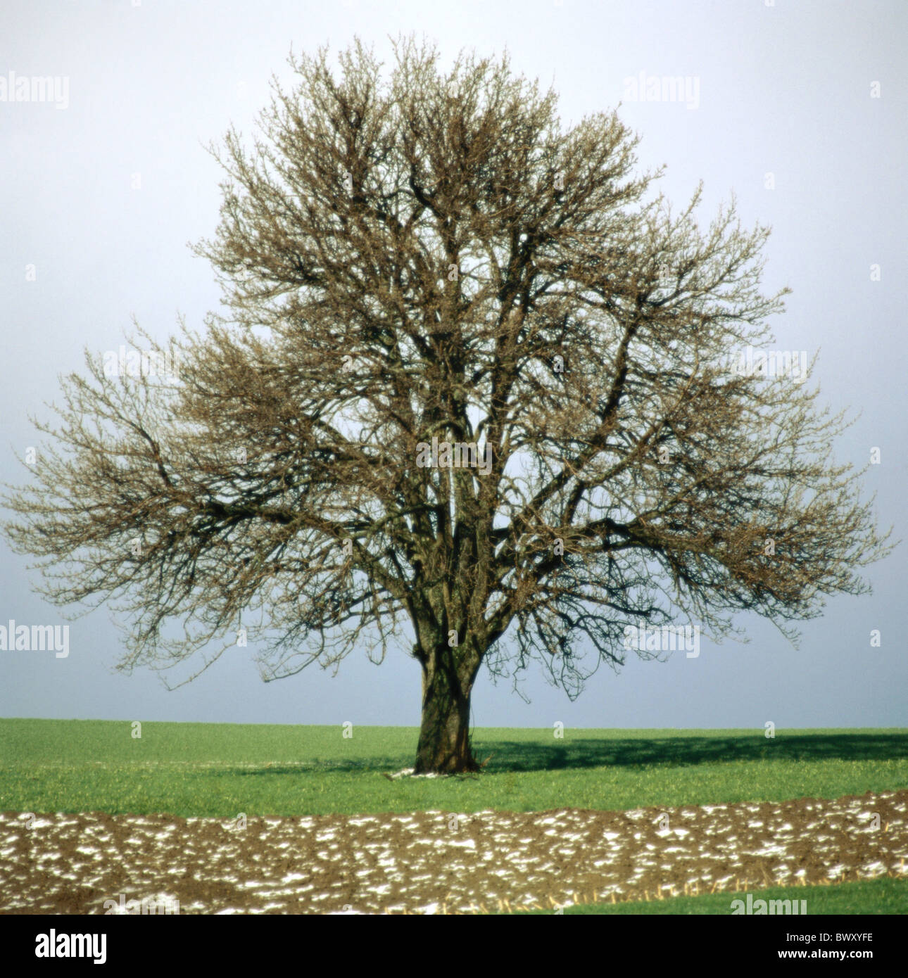 series picture series series pear tree tree seasons prespring Stock ...