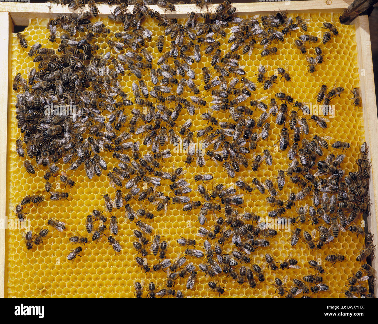 10139602 hi-res stock photography and images - Alamy