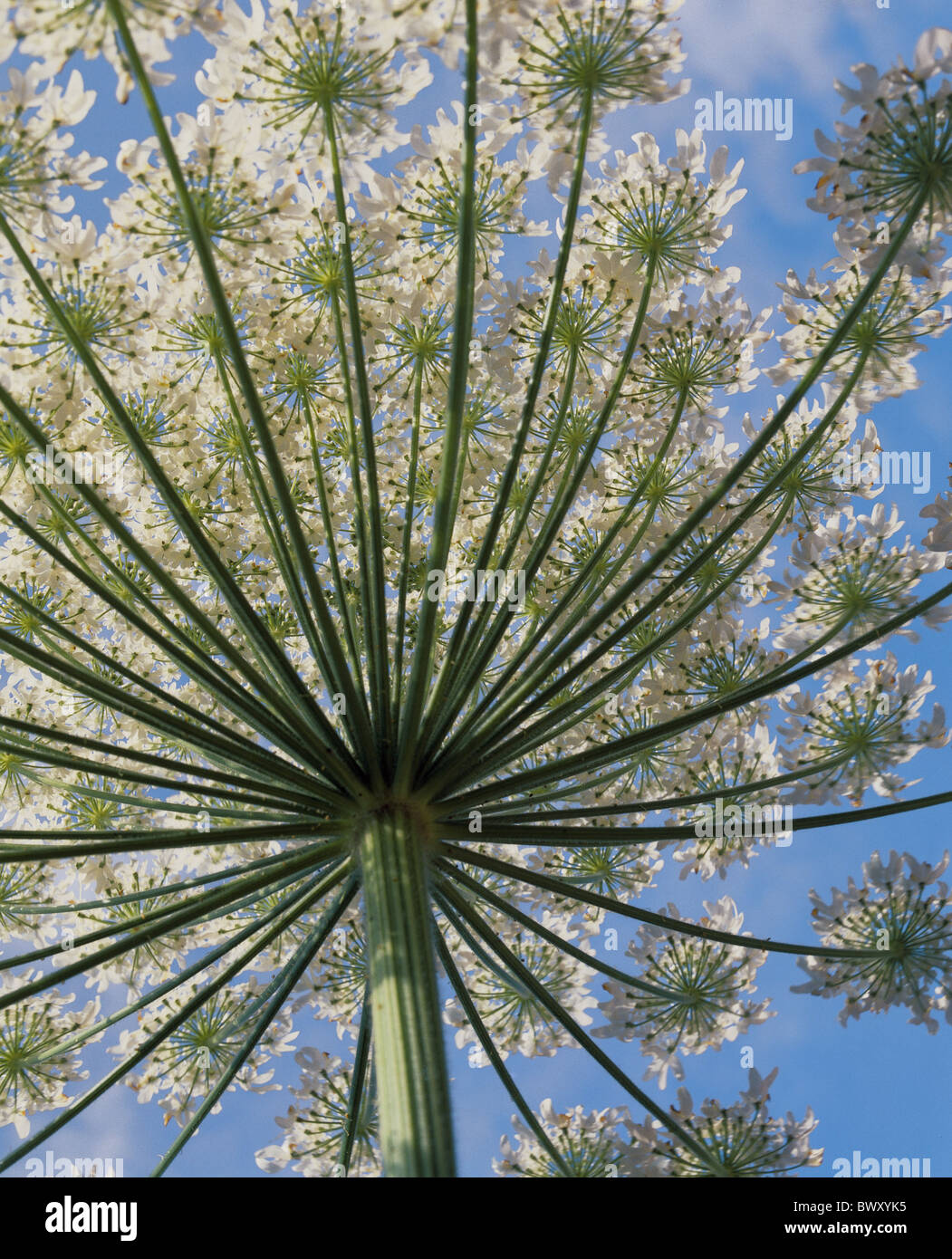 flower chervil white plant blossoms flourishes Dolde from below Stock ...