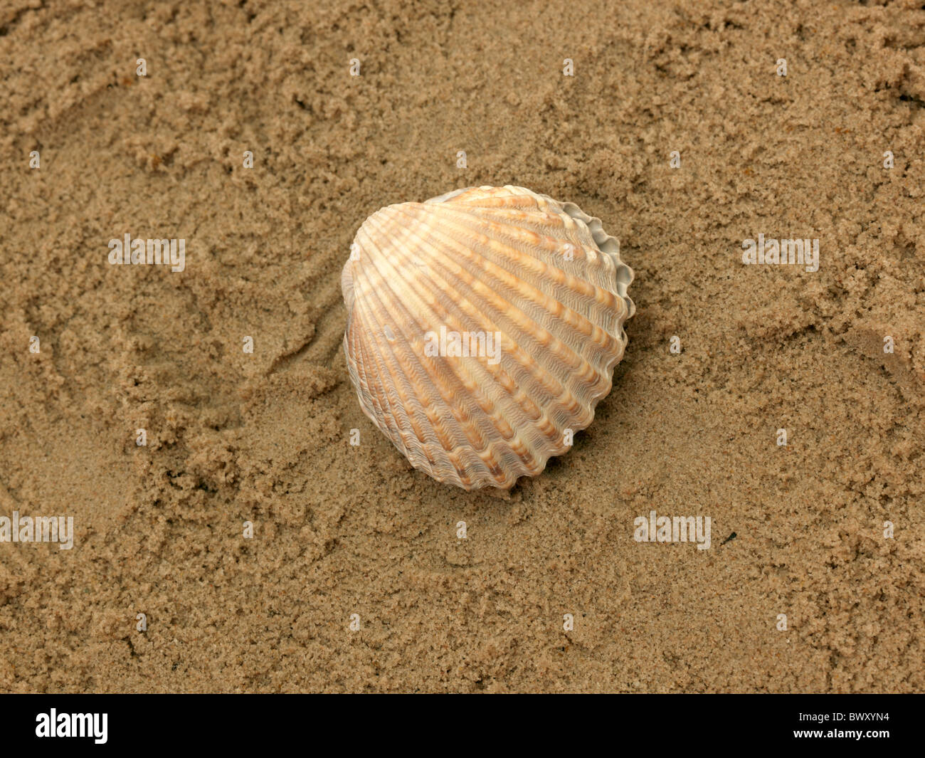 Cockle Shell High Resolution Stock Photography and Images - Alamy