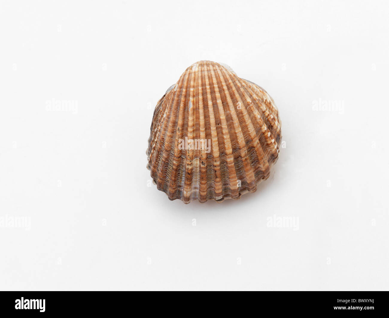 A Cockle Saltwater Clam Stock Photo - Alamy