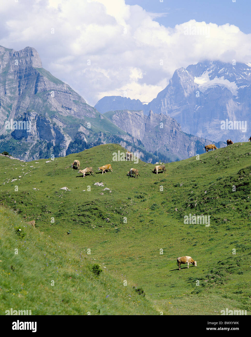 mountain cattle cows bovine animals mountains alp pasture Bernese ...
