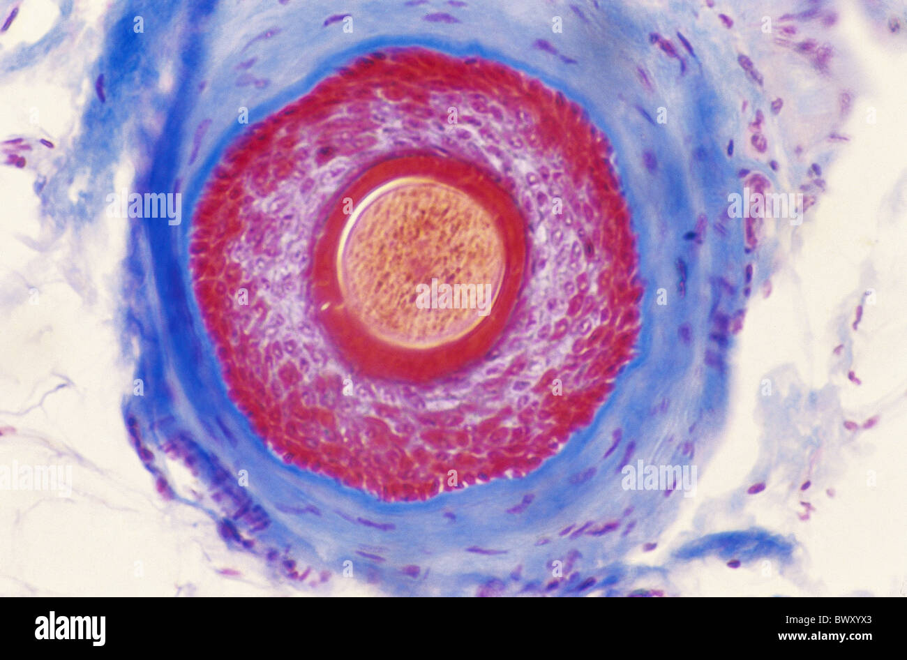 medicine microscope microscopy hair skin cells Stock Photo - Alamy