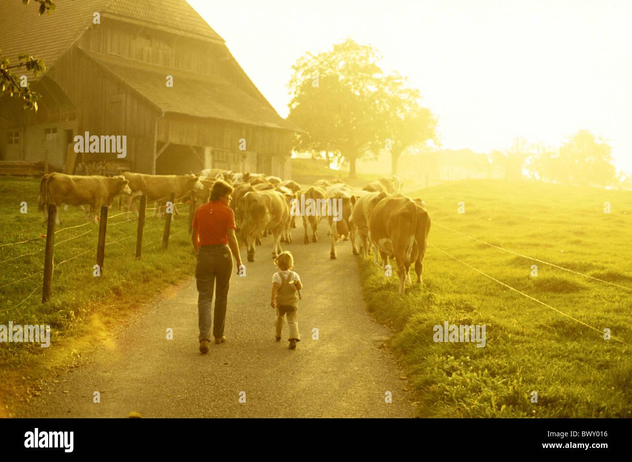 farmer peasant farmers agriculture mood farm back light child cows ...