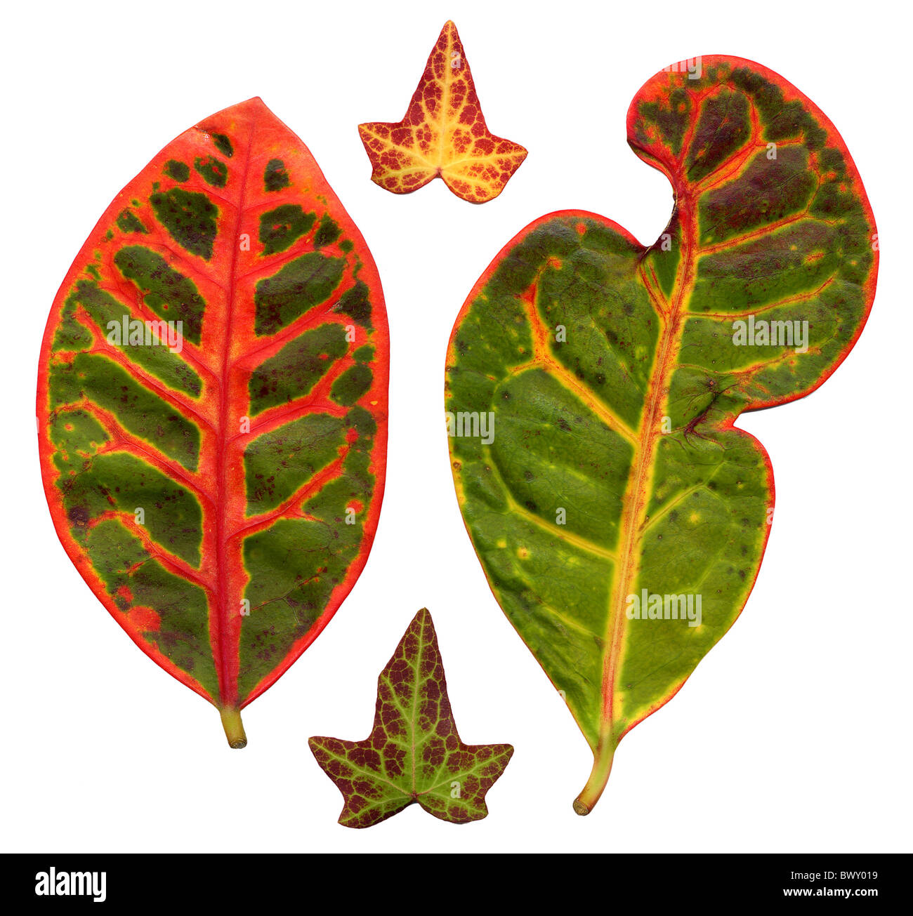 Leaves of flower rich color and shape Stock Photo - Alamy