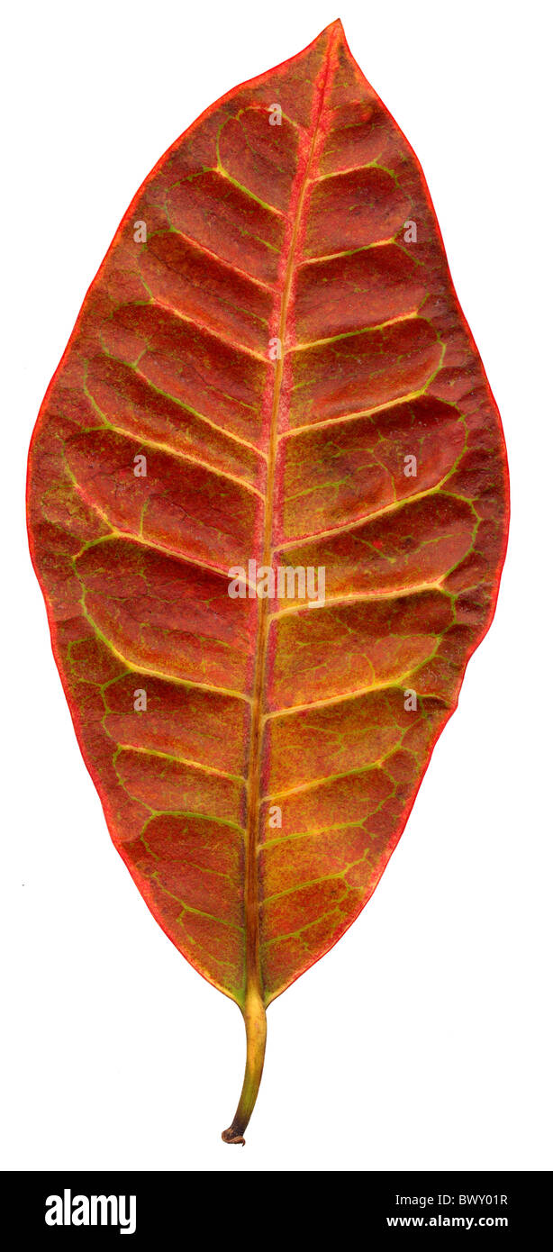 Leaves of flower rich color and shape Stock Photo - Alamy