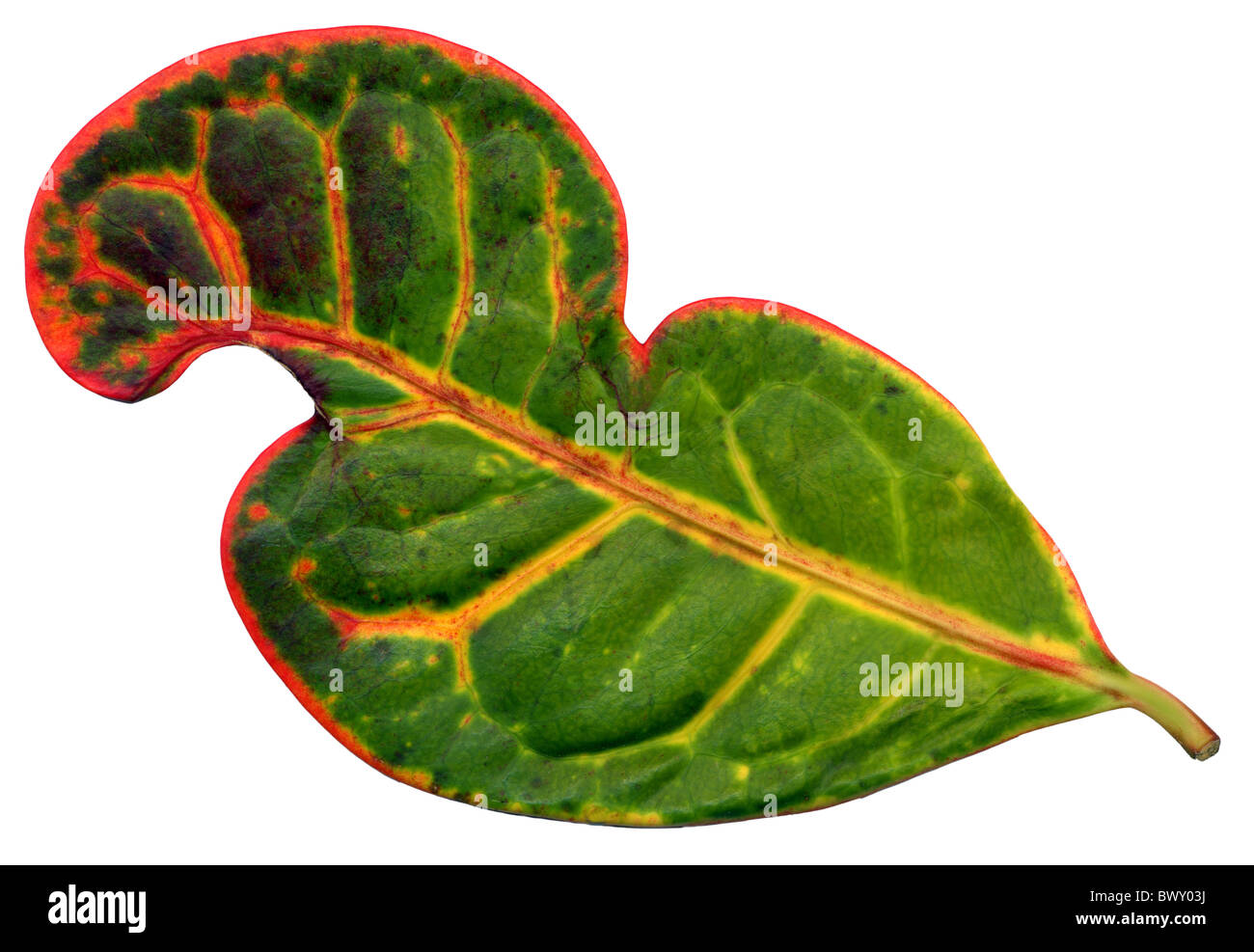 Leaves of flower rich color and shape Stock Photo - Alamy