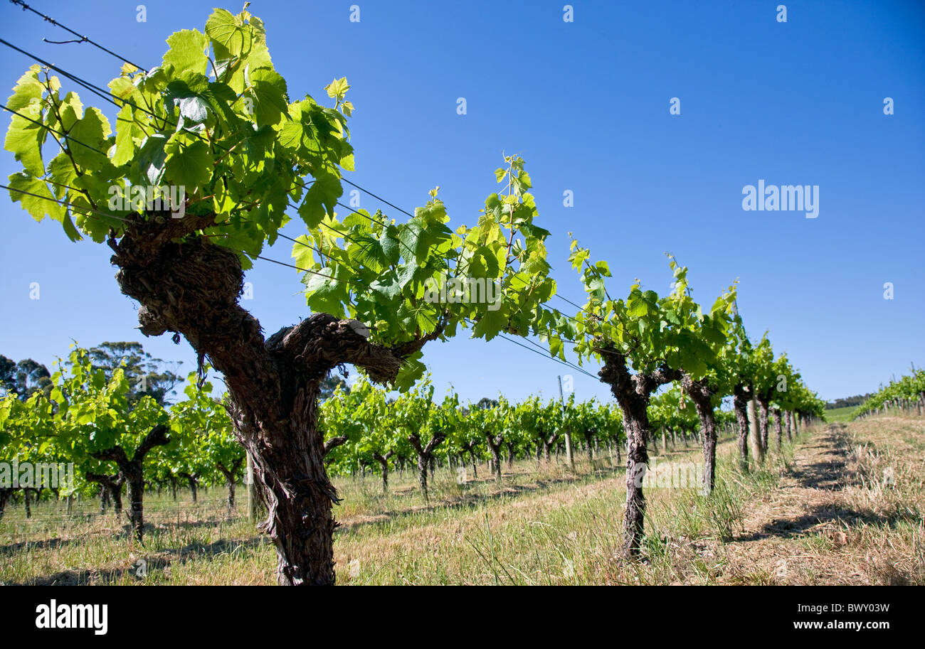 Grapevines in a Margaret River winery in Western Australia Stock Photo ...