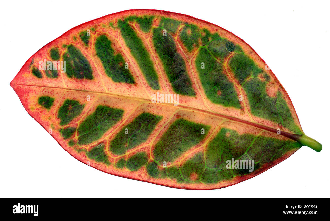 Leaves of flower rich color and shape Stock Photo - Alamy