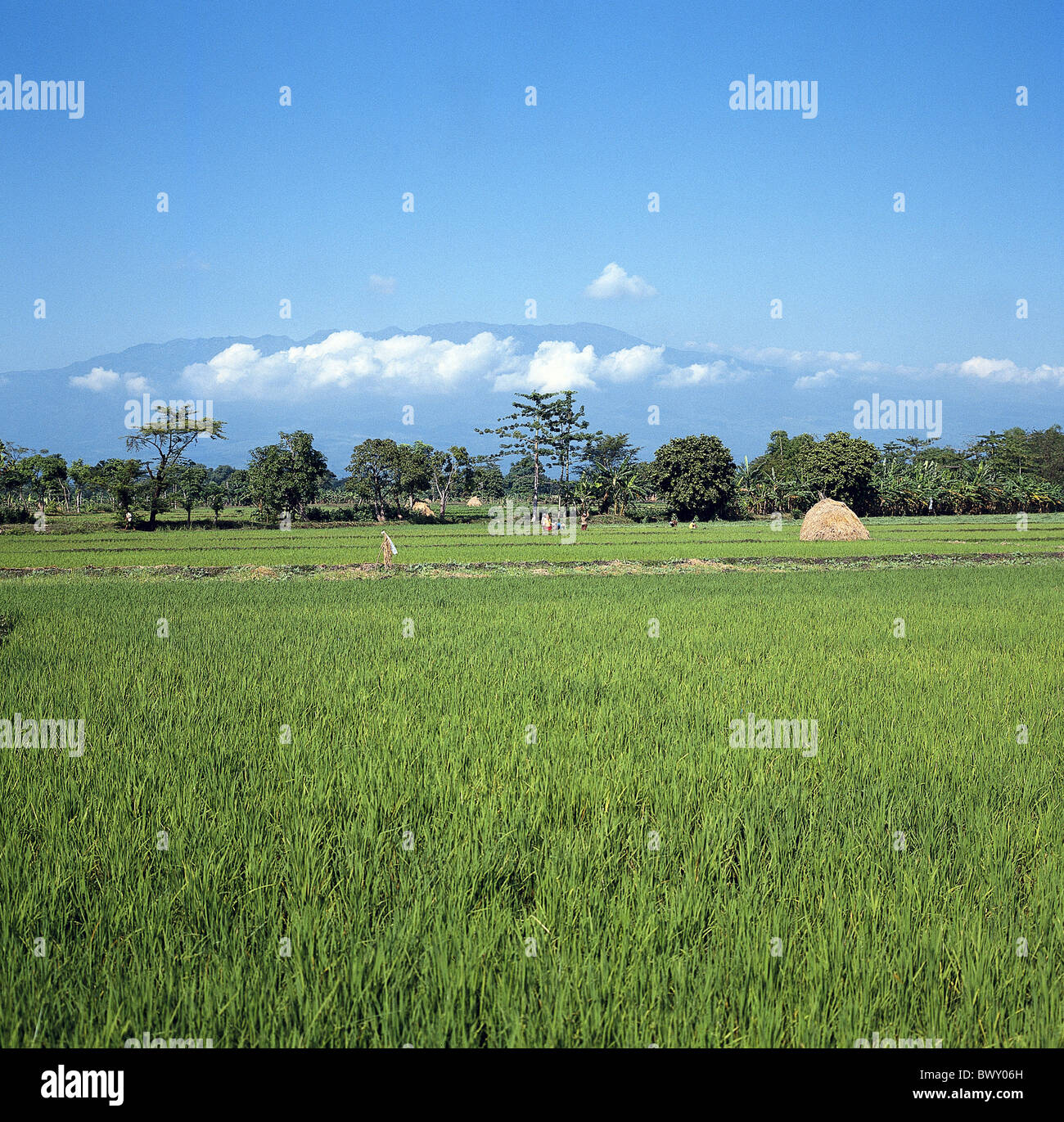 Indonesia Asia Java Indian ocean scenery rice agriculture rice fields ...