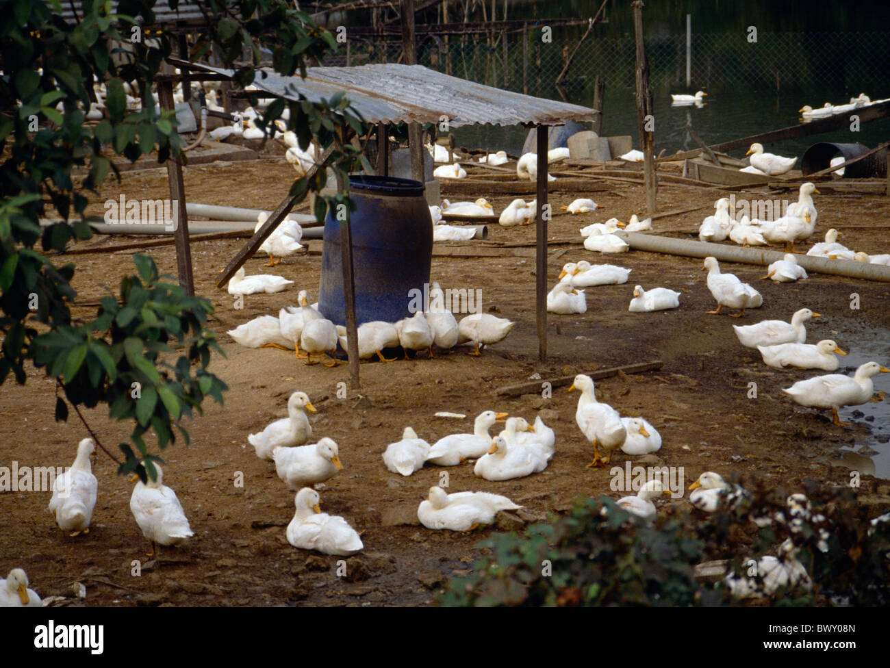 China duck farm hi-res stock photography and images - Alamy