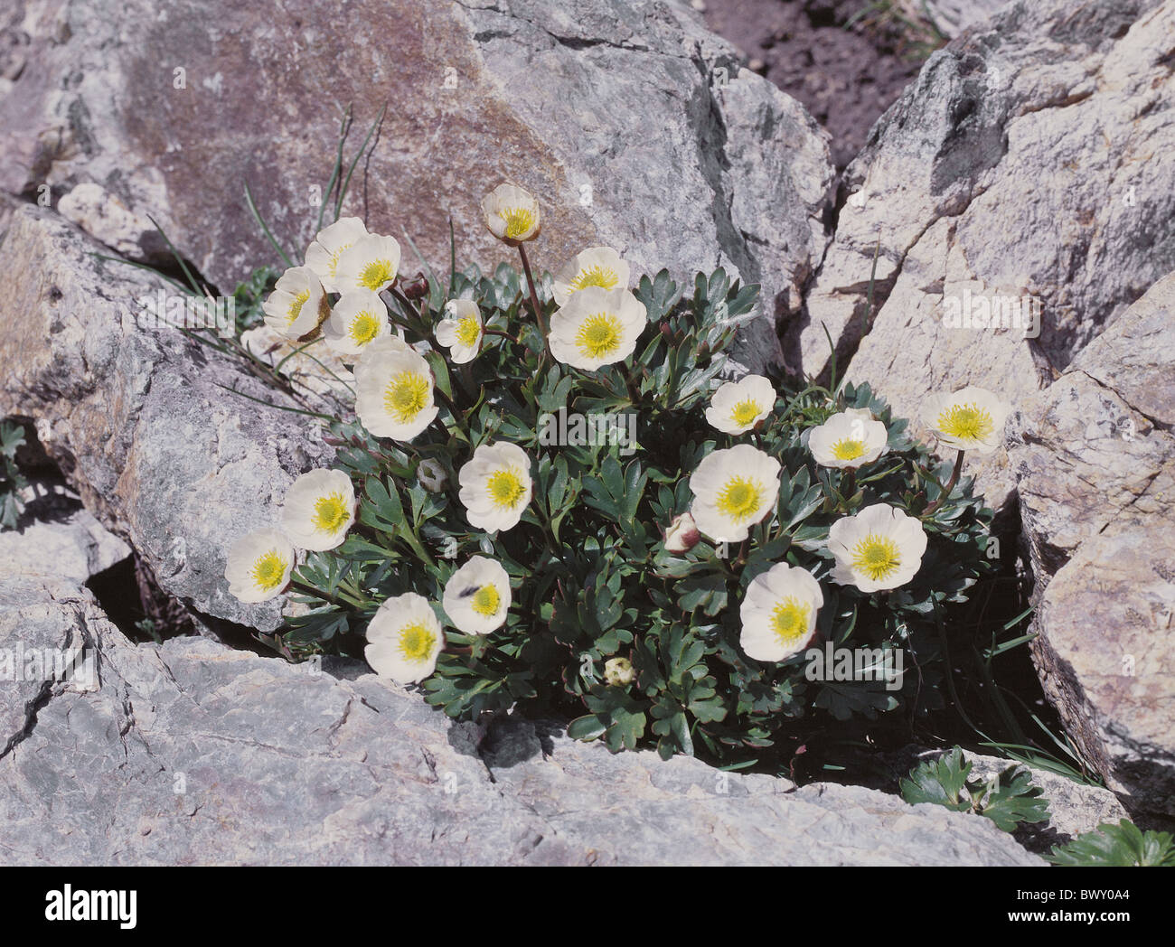 vegetation alpine glacier crowfoot Ranunculus glacialis Alpine flora ...