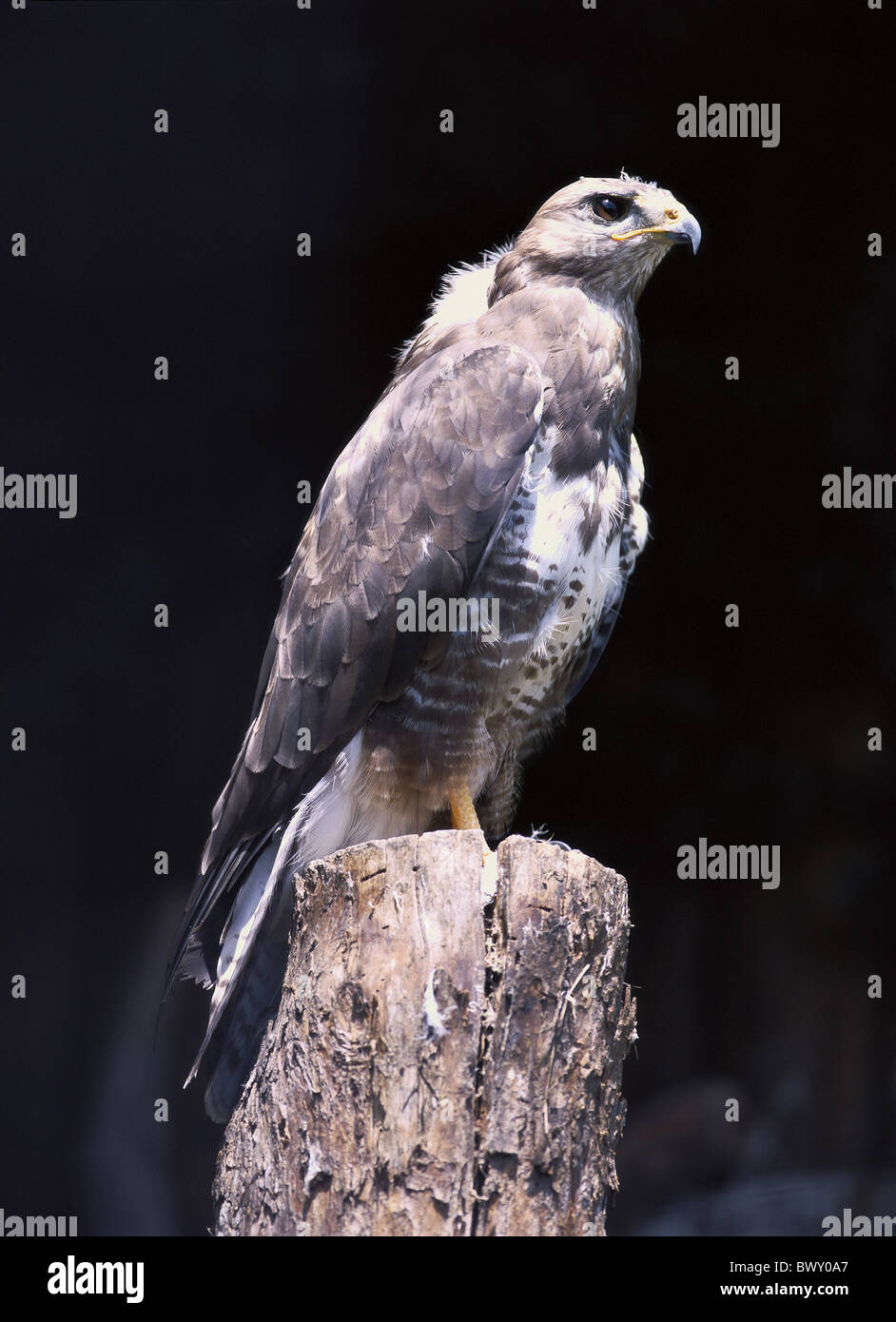 buzzard common buzzard bird birds bird of prey tree stump sit Stock ...