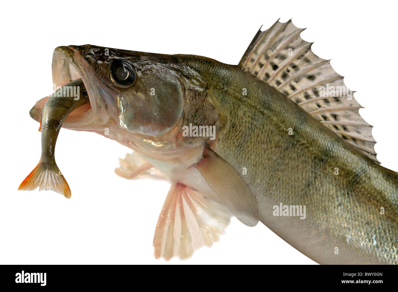 Large pike perch isolated on a white background Stock Photo - Alamy