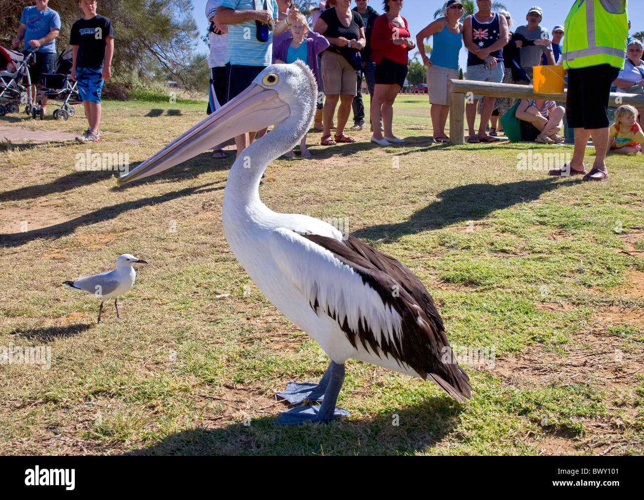 Australian pelican feeding hi-res stock photography and images - Alamy