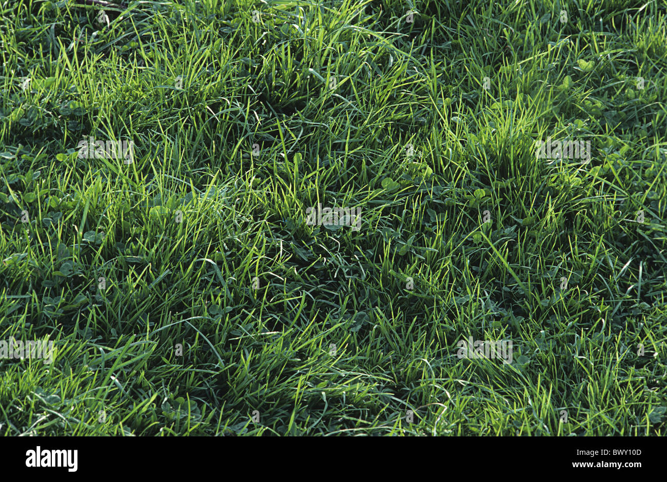 green lawns uncut grass meadow empty structure Stock Photo - Alamy
