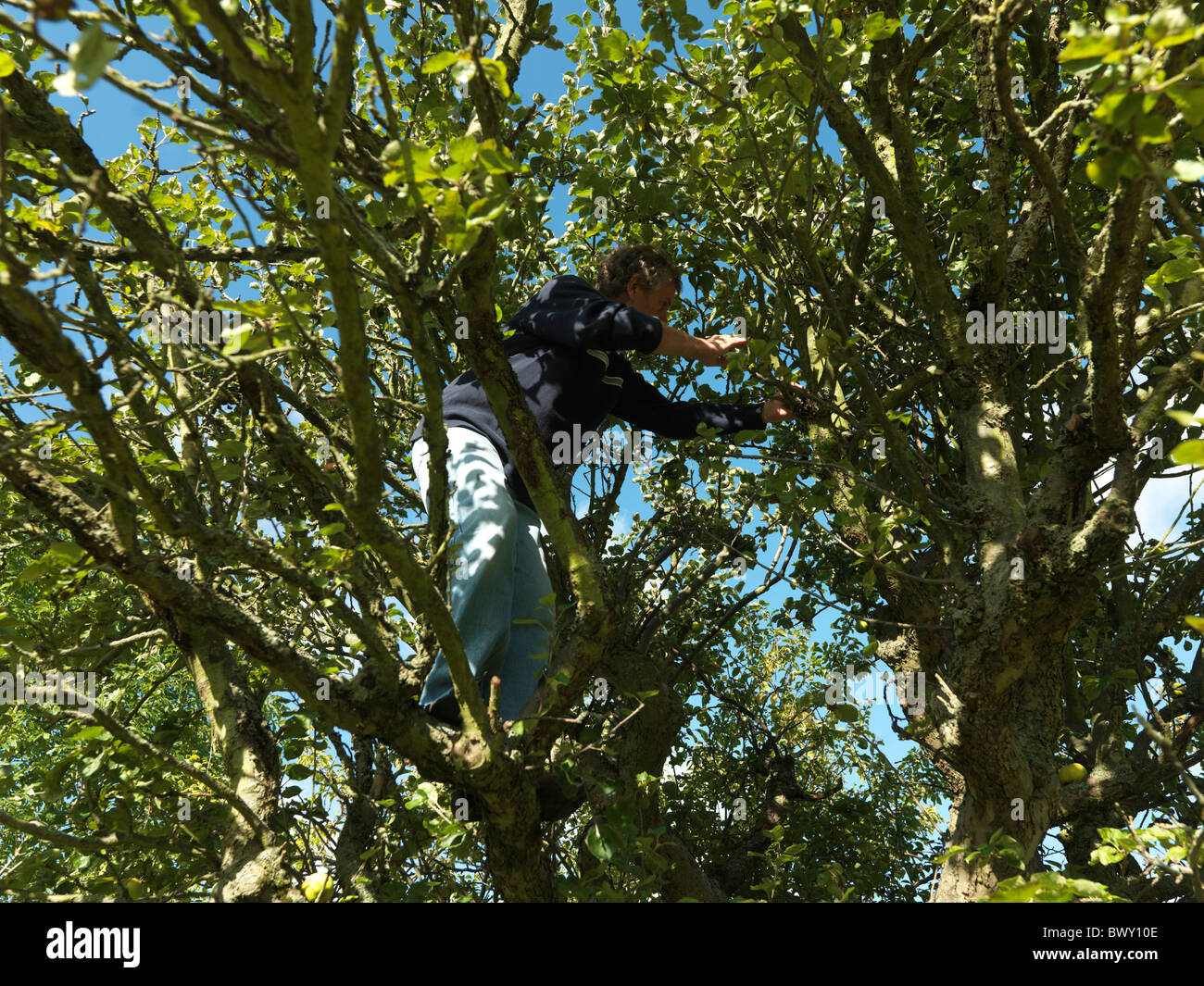Man Climbing Tree Standing On Branches Picking Apples In Garden England ...