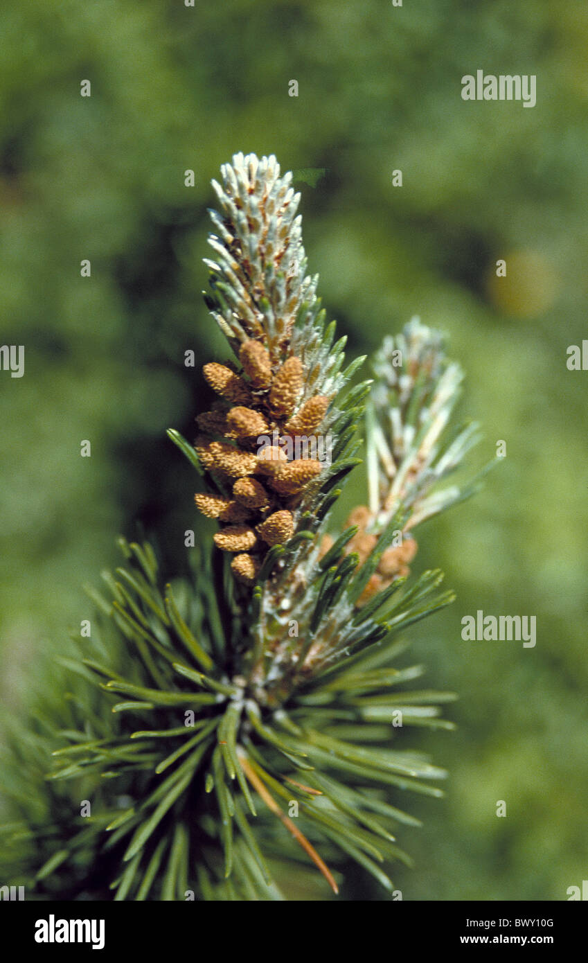 tree blossoms pine male masculine blossoms flourishes dust sheets ...