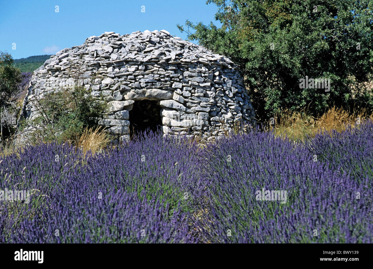 Lavender walls hi-res stock photography and images - Alamy