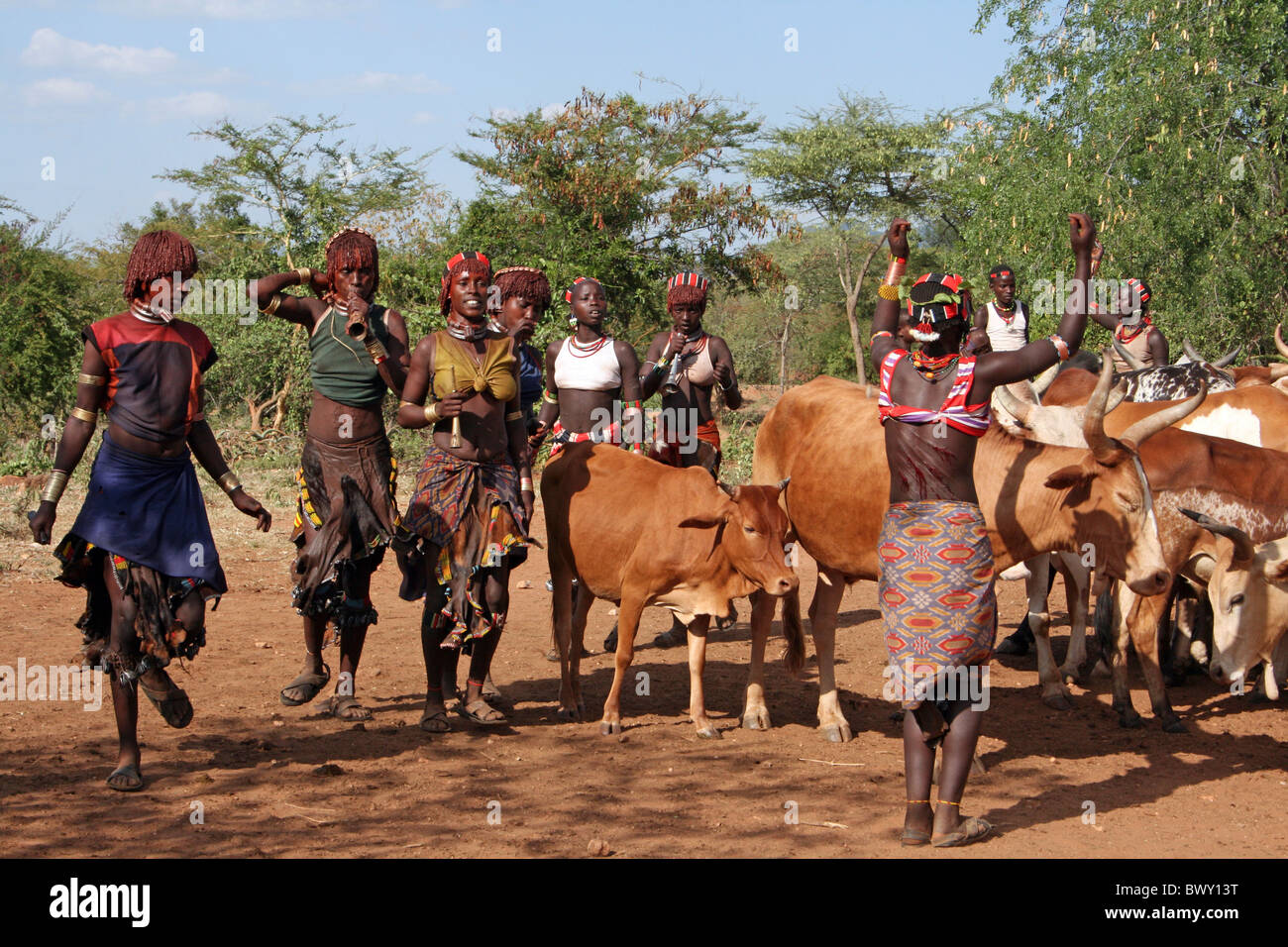Sisters Of The Initiate Dance And Sing Around The Bulls, Hamer Bull ...