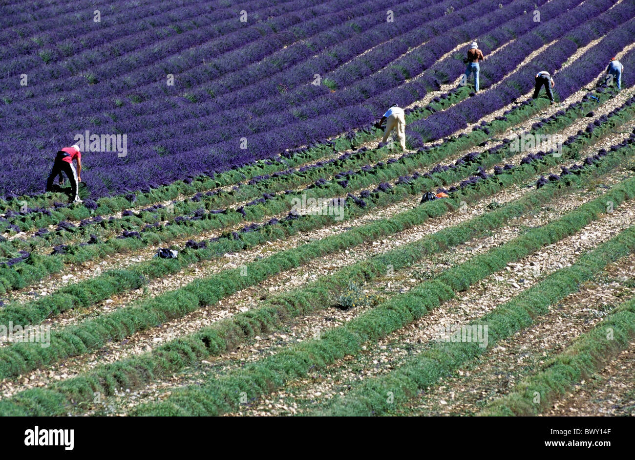 Lavender Harvest Stock Photos & Lavender Harvest Stock Images - Alamy