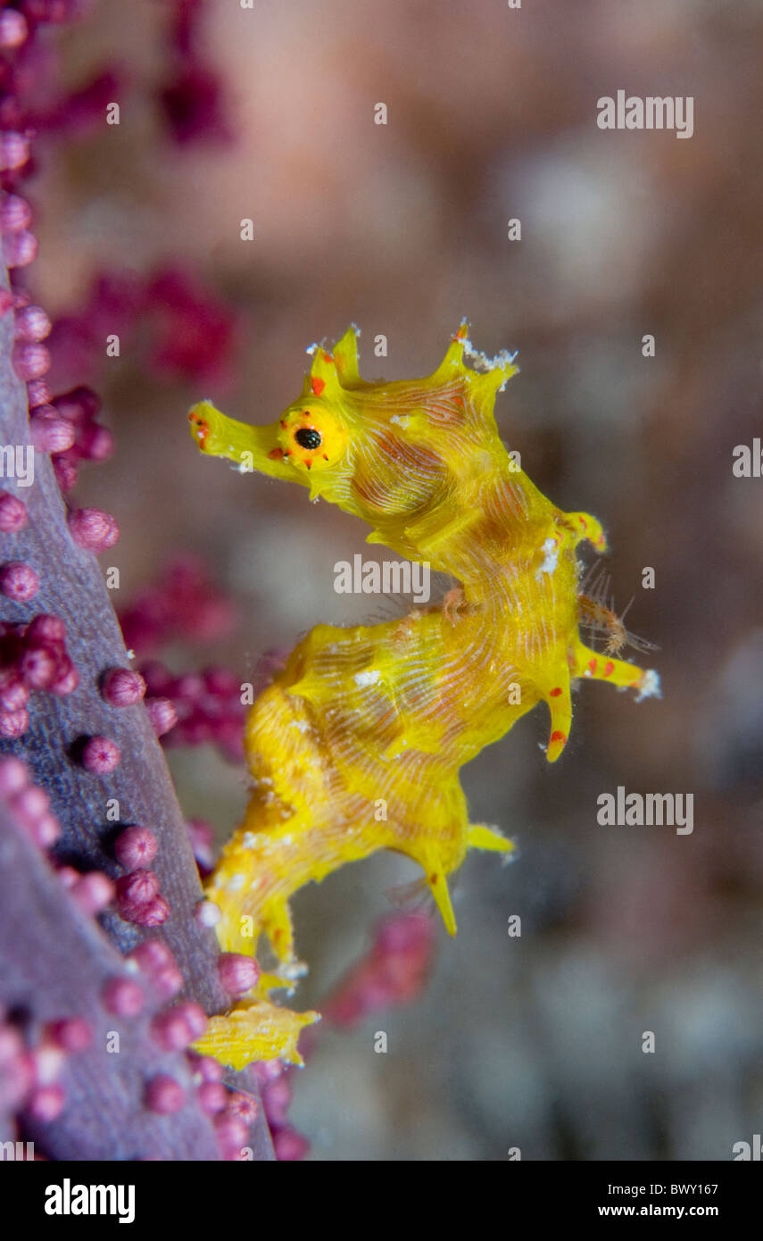 Coral Seahorse Hope For Tathra Wharf's Big Belly Seahorse Colony