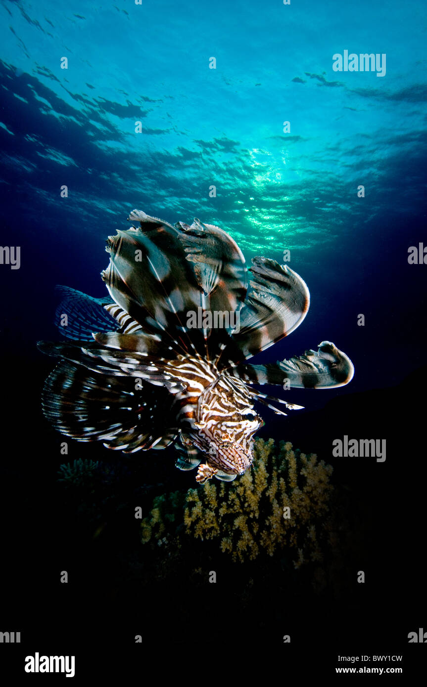 Lionfish pterois miles hi-res stock photography and images - Alamy
