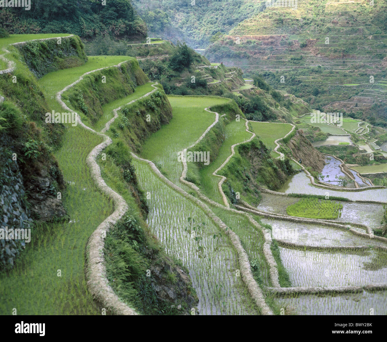 Hapao useful plants Philippines Asia rice rice terraces UNESCO world ...
