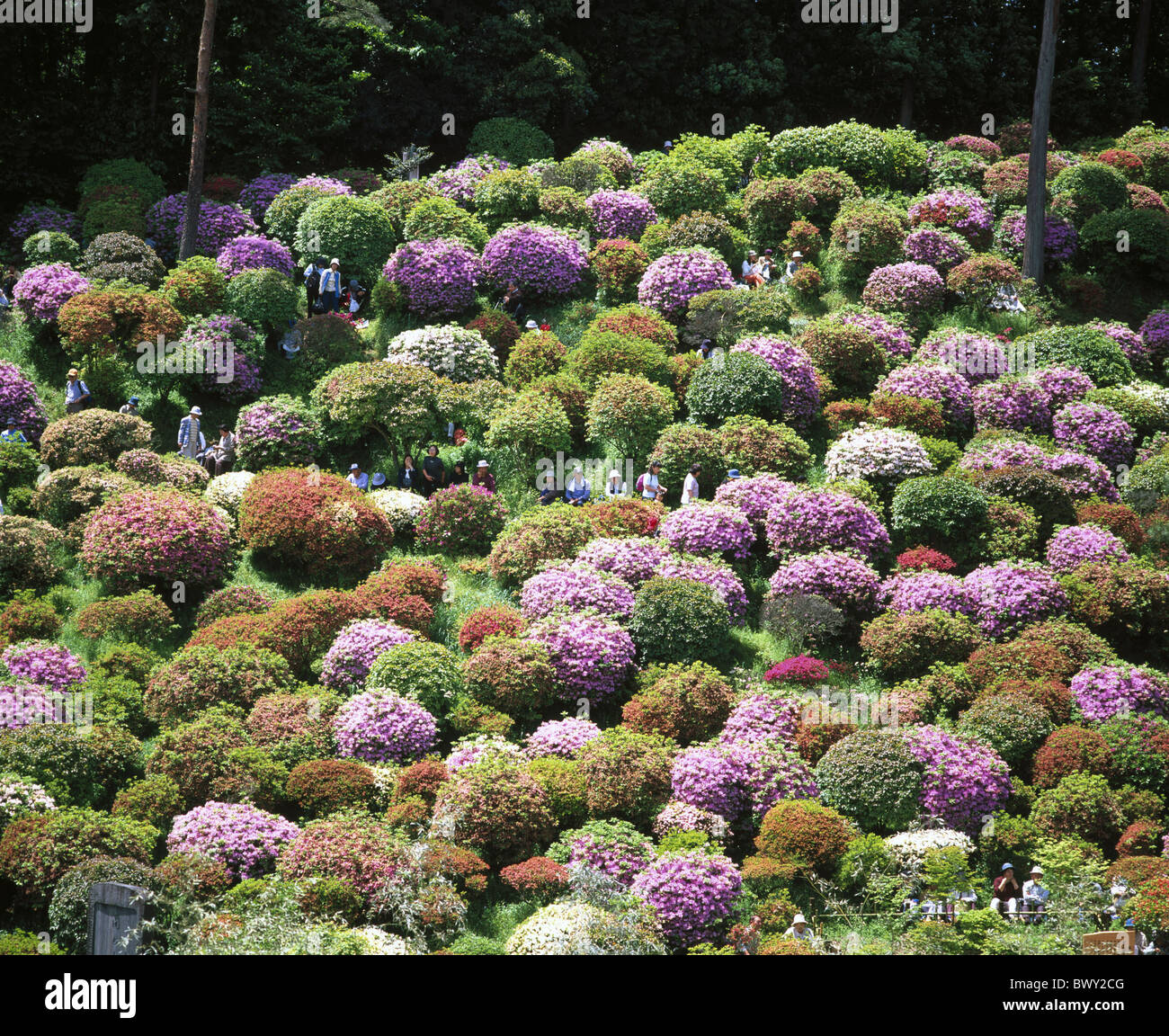 azaleas azalea festival visitor garden Japan Asia Ome park Tokyo ...