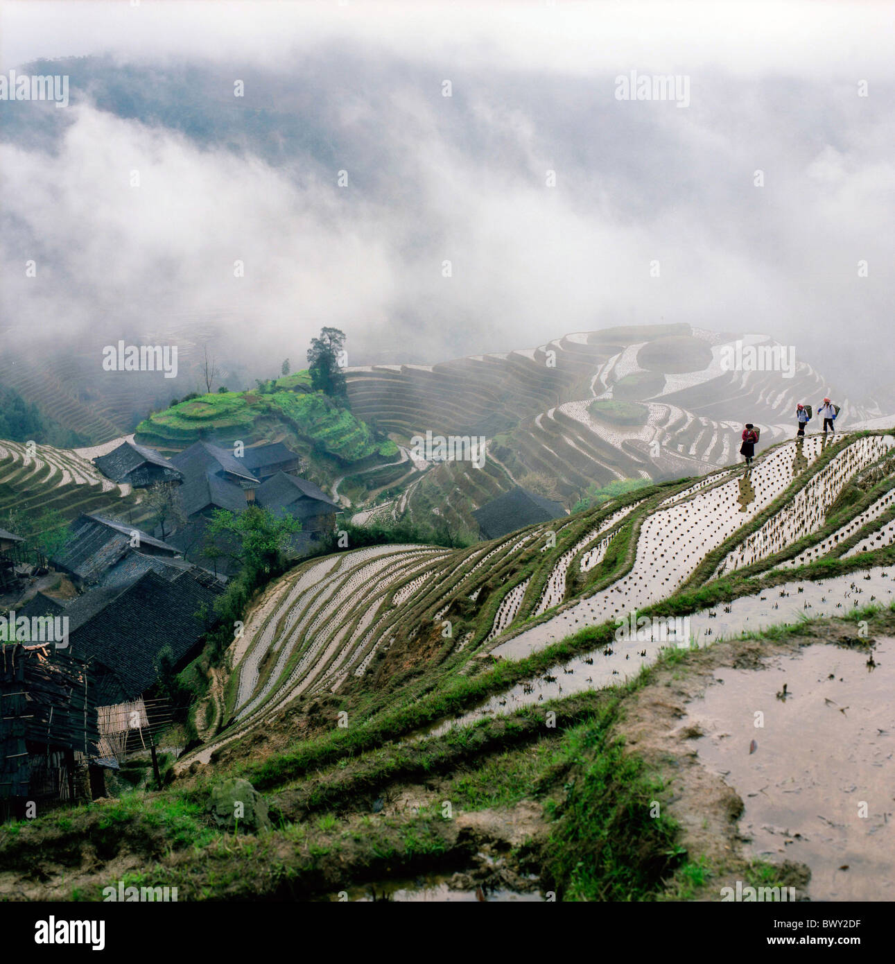 Longji Terraced Field, Longsheng Various Nationalities Autonomous ...