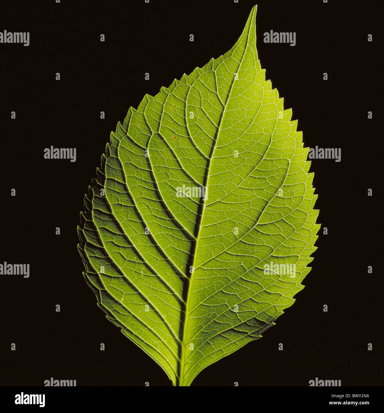 leaf green light studio tree veins Stock Photo - Alamy