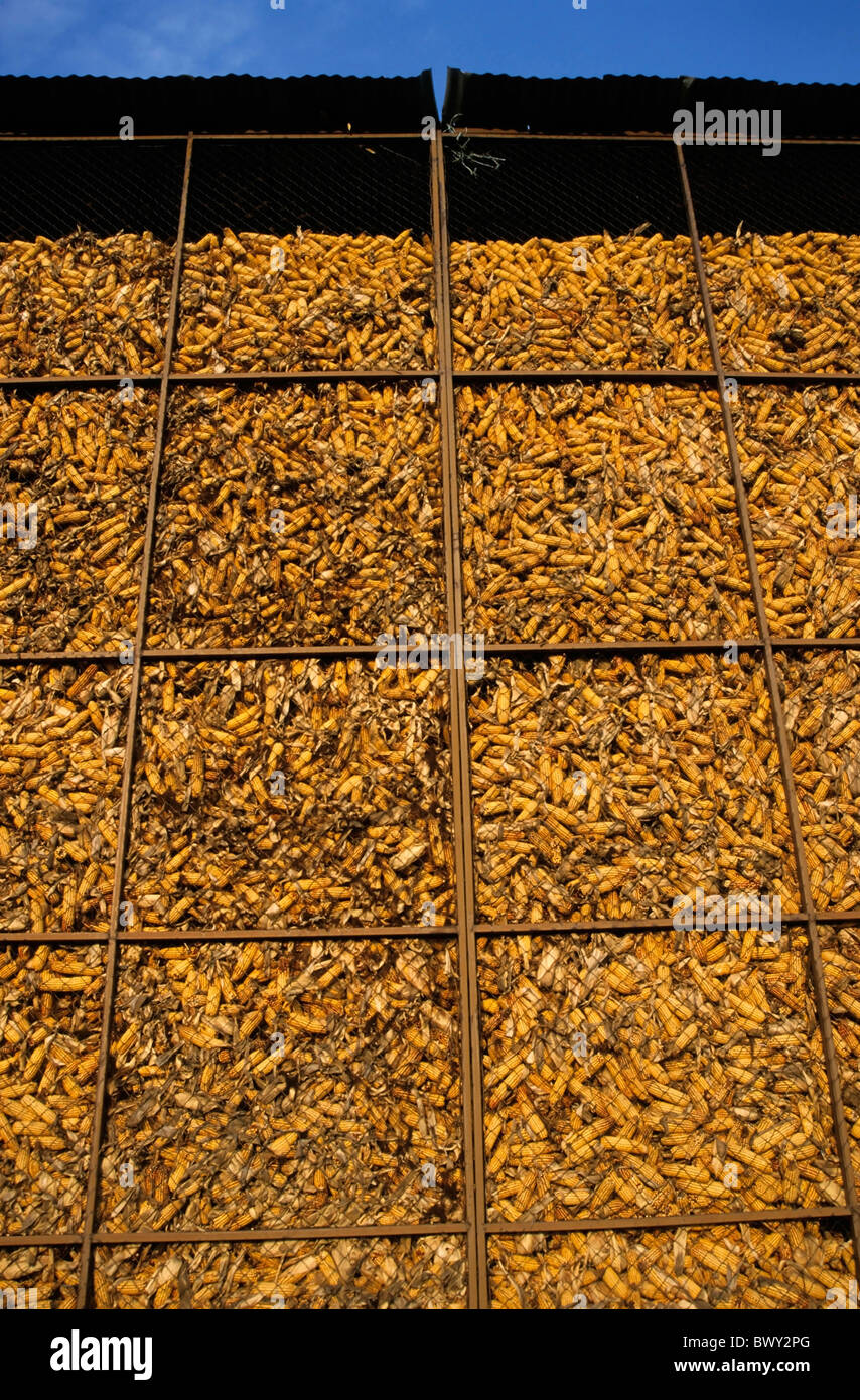 France Isere Cages Of Drying Corn Stock Photo - Alamy