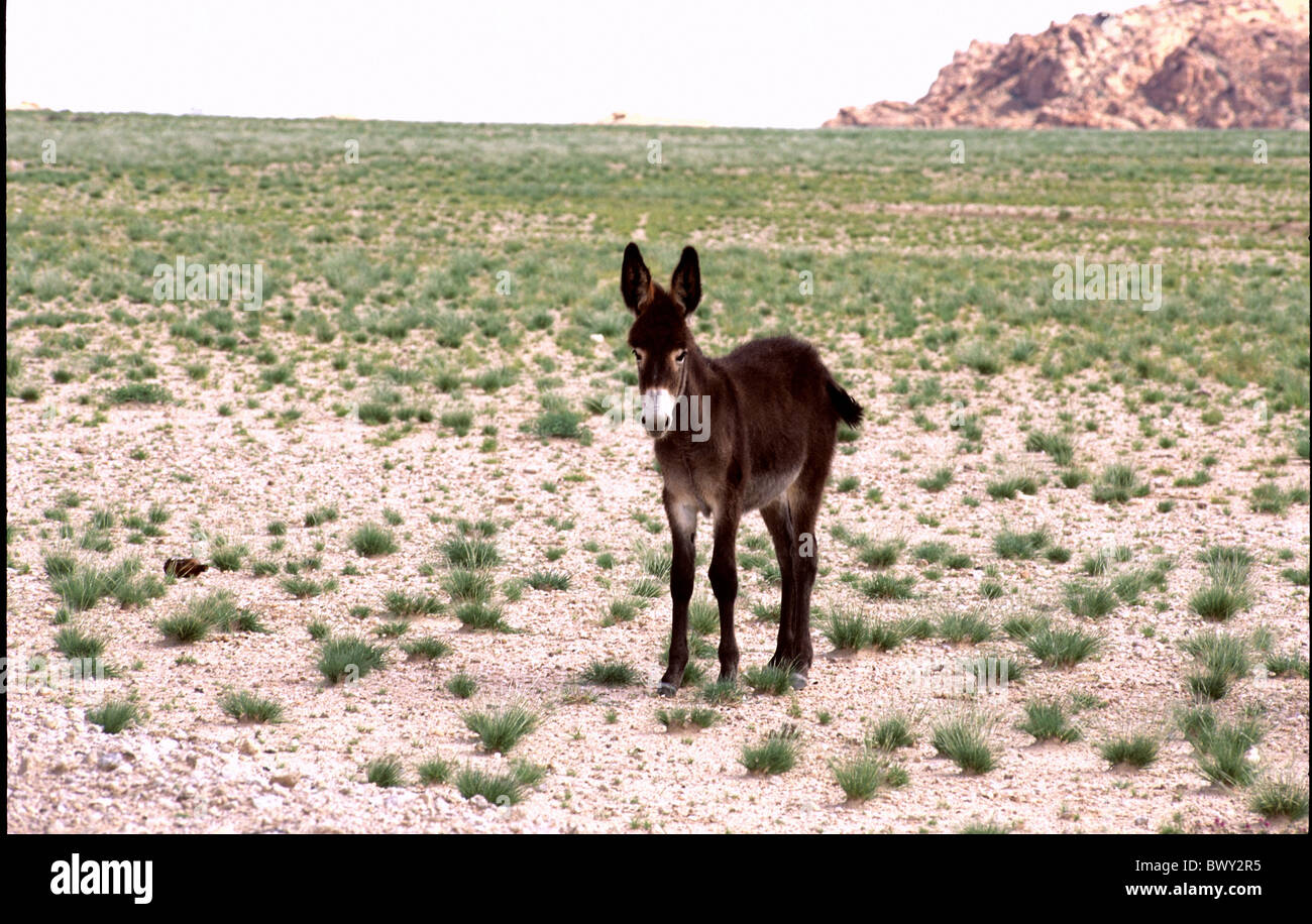 Donkey animal not toy not illustration hi-res stock photography and ...