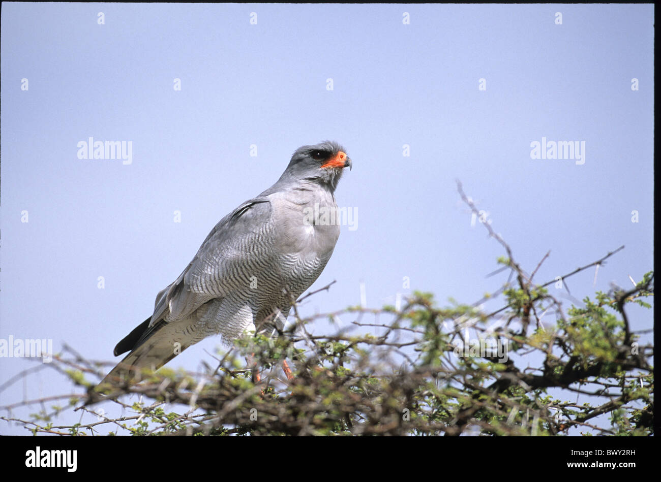 White Rumps High Resolution Stock Photography and Images - Alamy