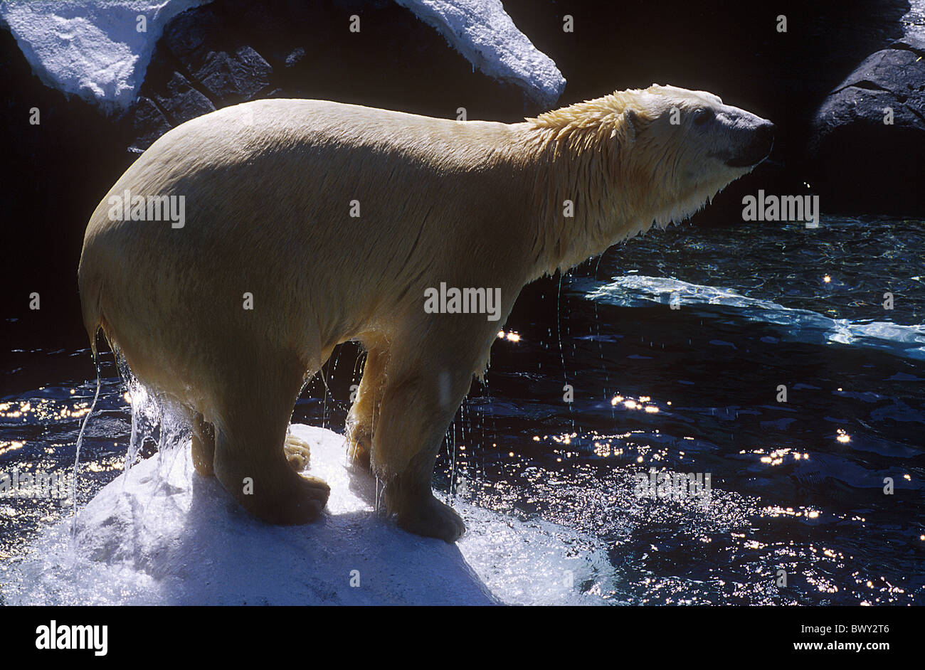 Polar bear water drip hi-res stock photography and images - Alamy