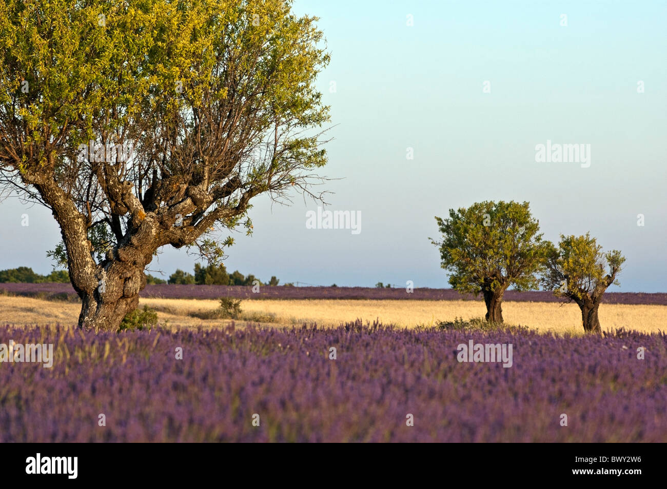 France Provence Valensole Three Trees In Lavender Field At Sunset Stock ...