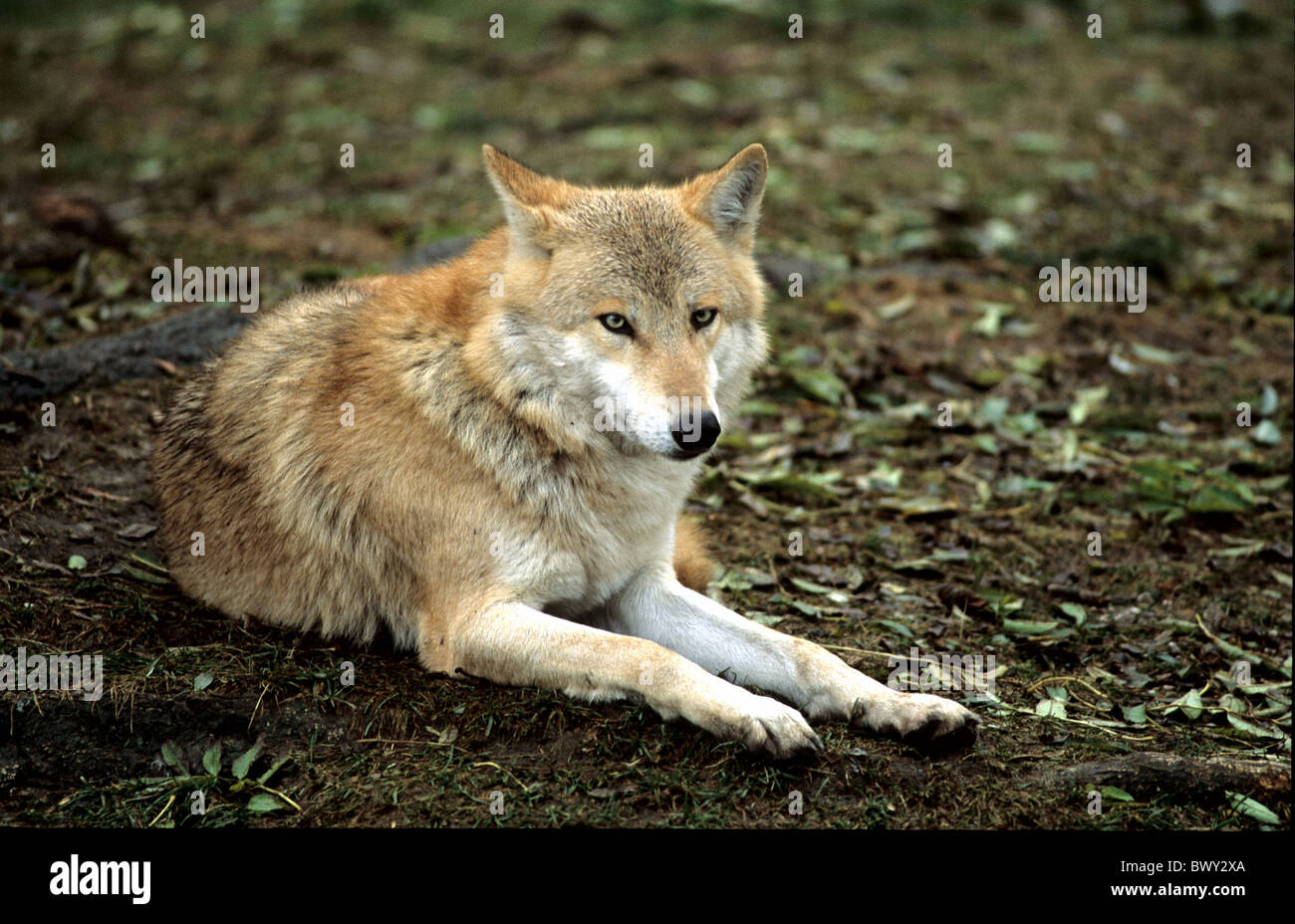 outside lie Wolf earth ground bottom Stock Photo - Alamy