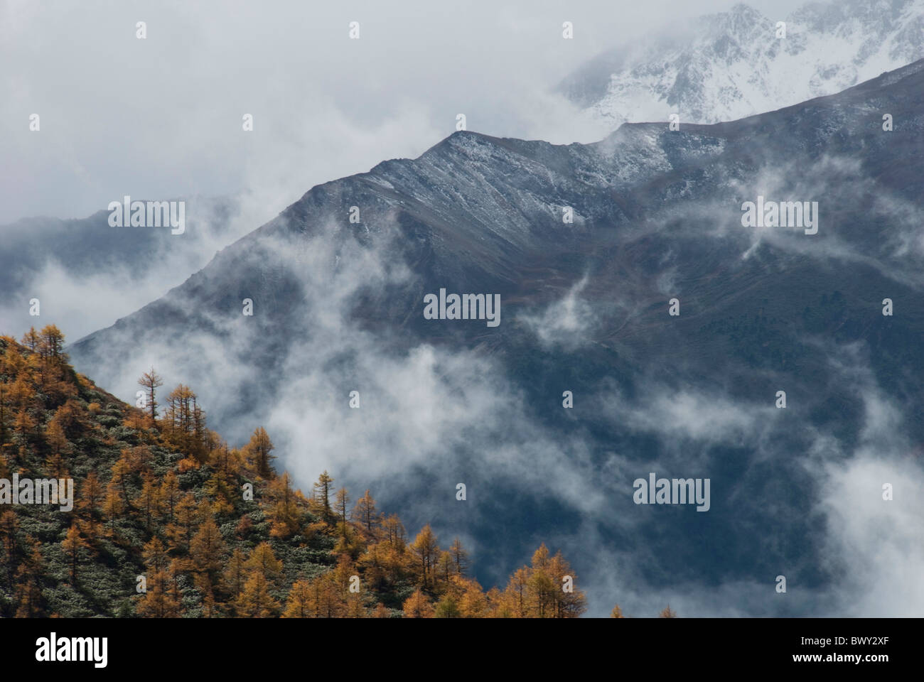 Dense forest and peaks, Qianhu Mountain, Shangri-la County, DiQing ...