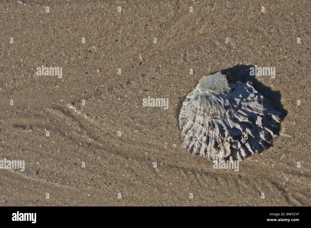 Oyster shell (Ostrea edulis Stock Photo - Alamy