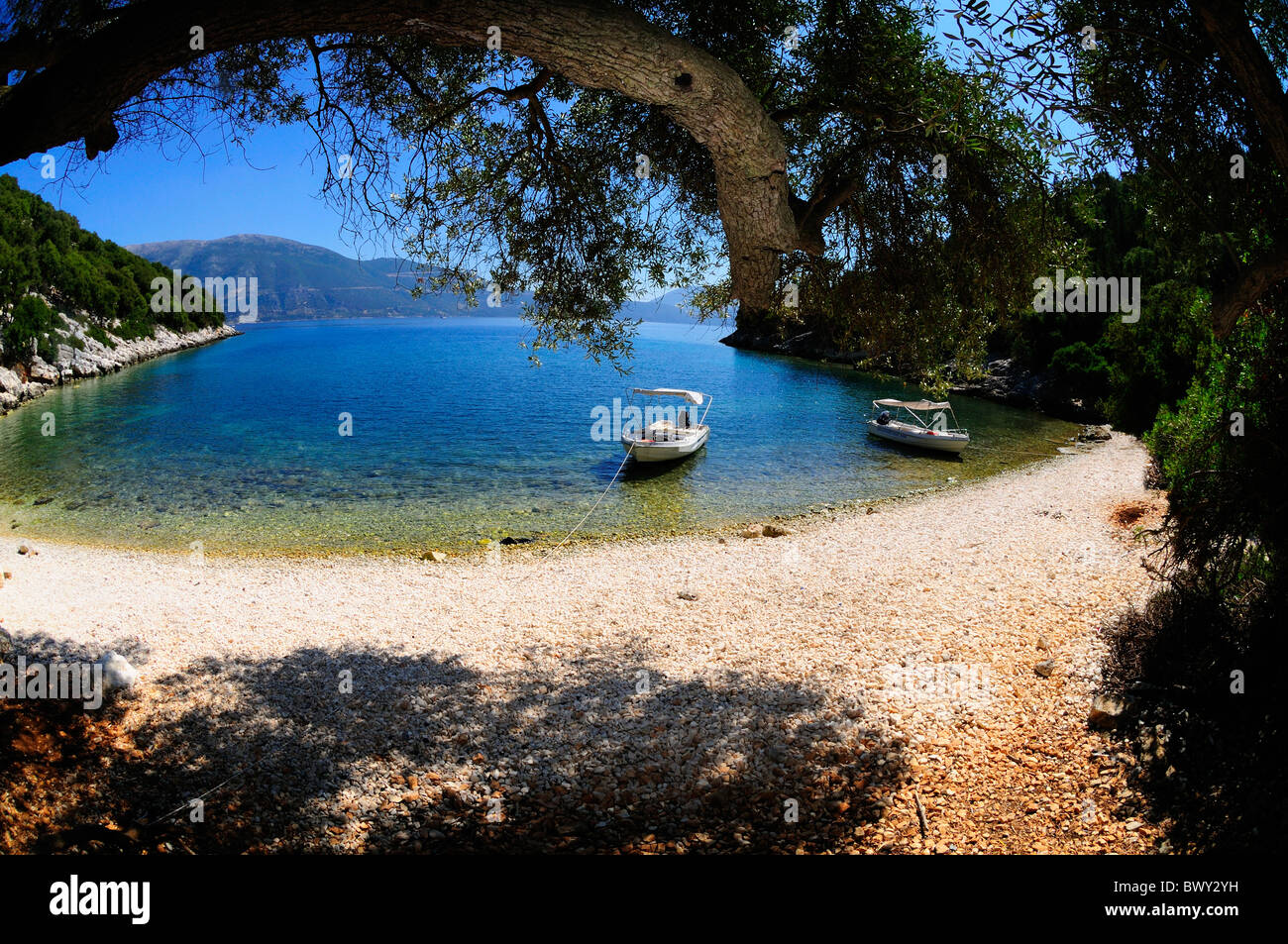 Olive Tree, Horgota Beach, Kefalonia Greece Stock Photo - Alamy