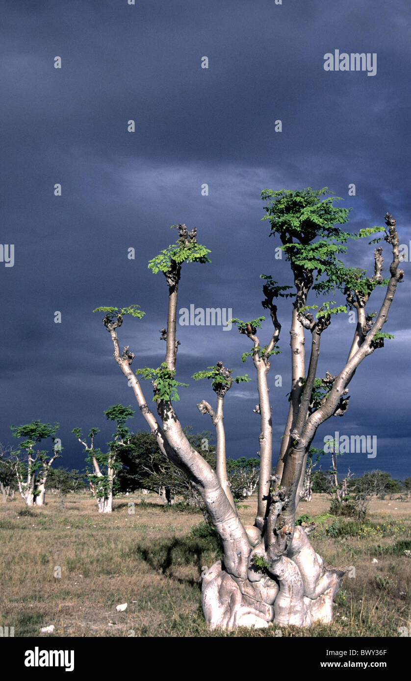 Fairy gruffly hi-res stock photography and images - Alamy