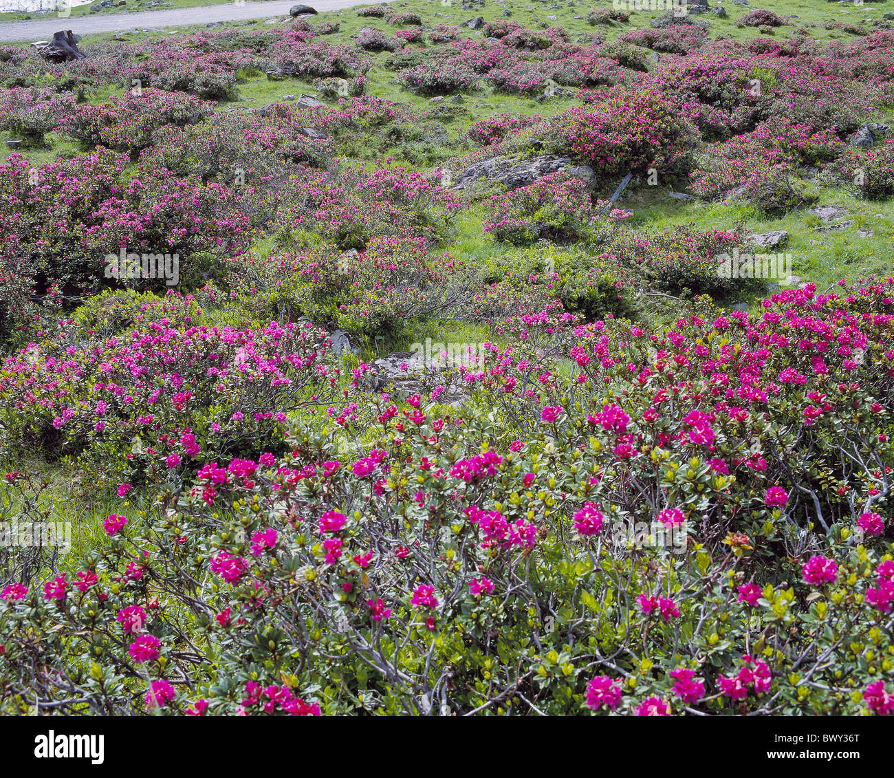 10169950 hi-res stock photography and images - Alamy