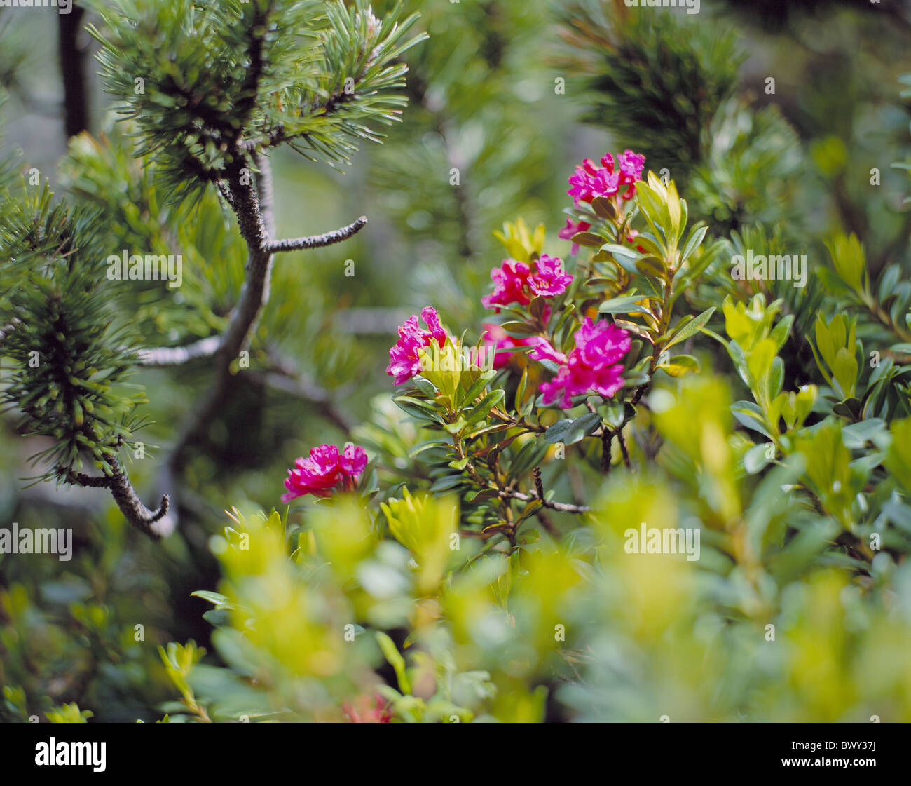 vegetation alpine Alpine roses blossoms flourishes bush shrub Alps ...