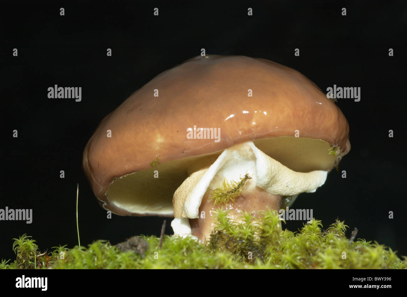 Suillus hi-res stock photography and images - Alamy