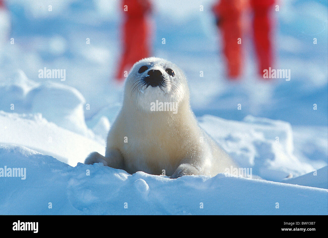 Newborn Harp Seal